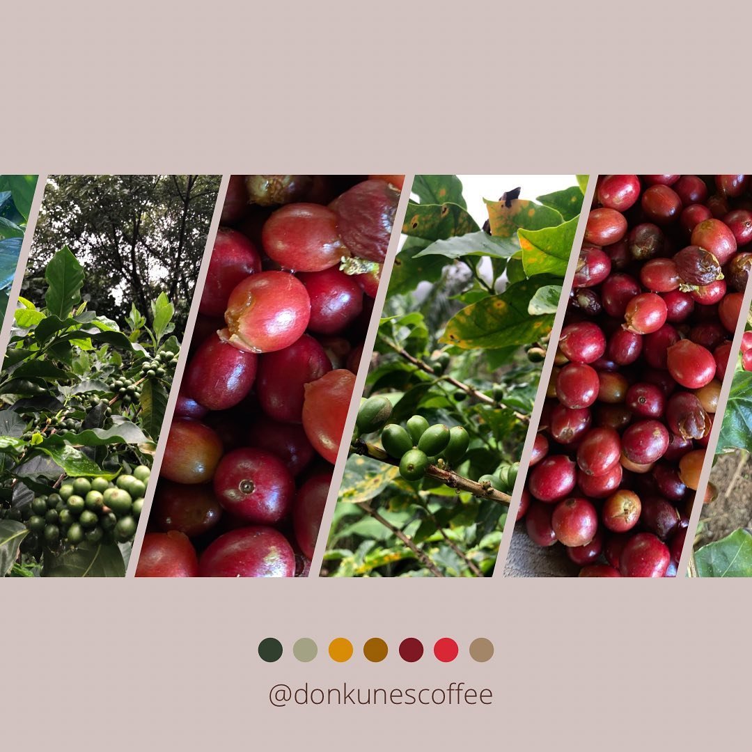 Finca Don Kune | Circuito Del Café
